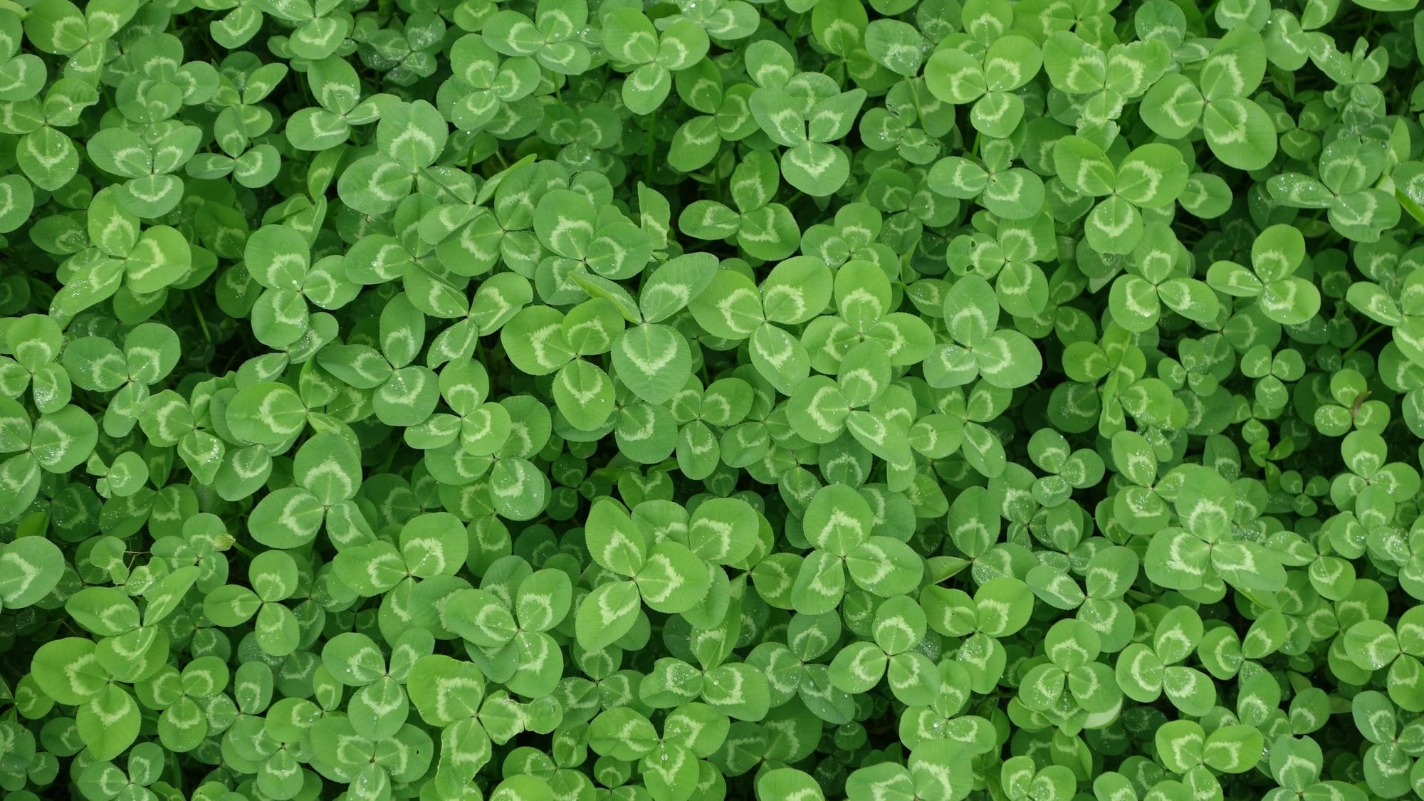 What’s the world record for leaves found on a clover? | Classic Nerd