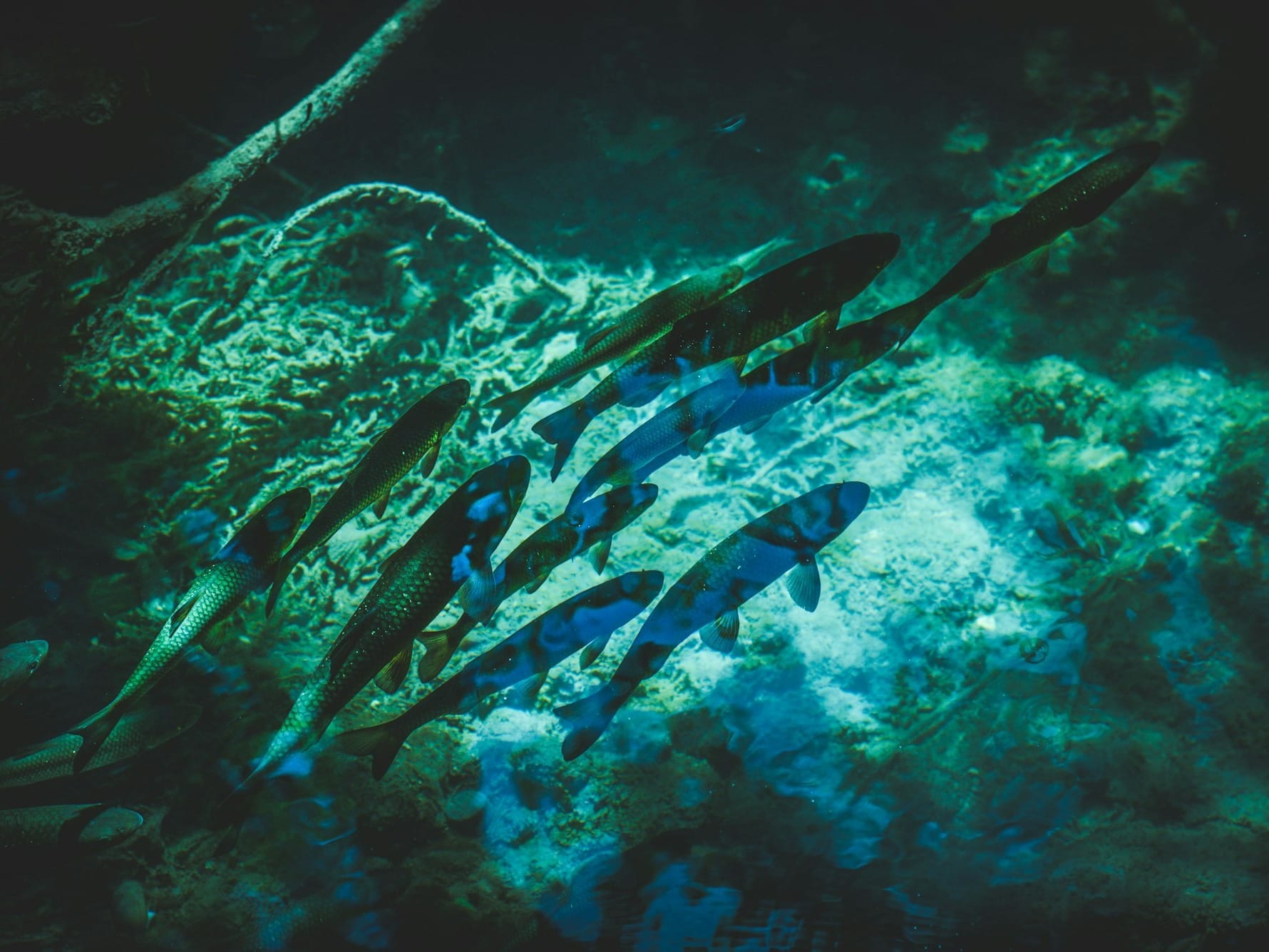 What is the fastest fish in the ocean? | Classic Nerd