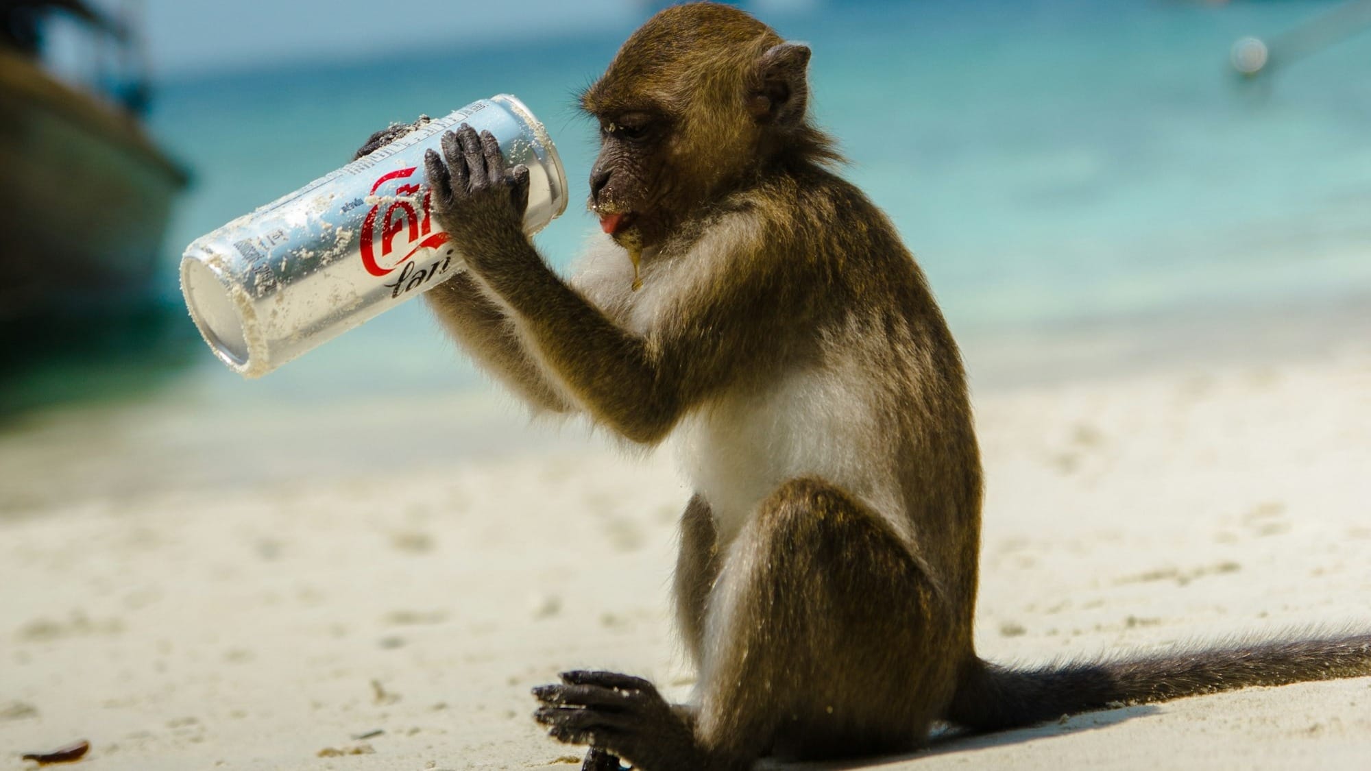 What's the only venomous primate in the world? | Classic Nerd