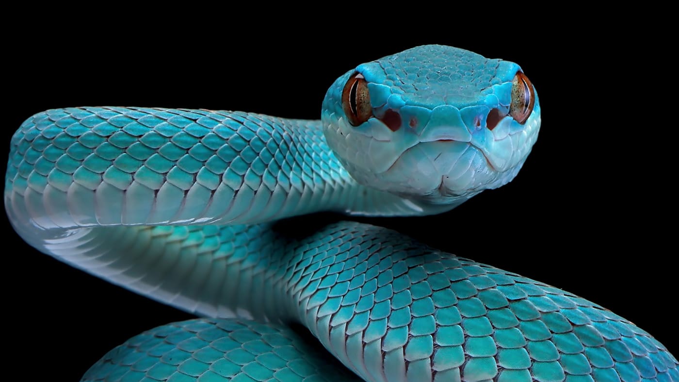 Nerdy Trivia: February 1, 2026 | Classic Nerd